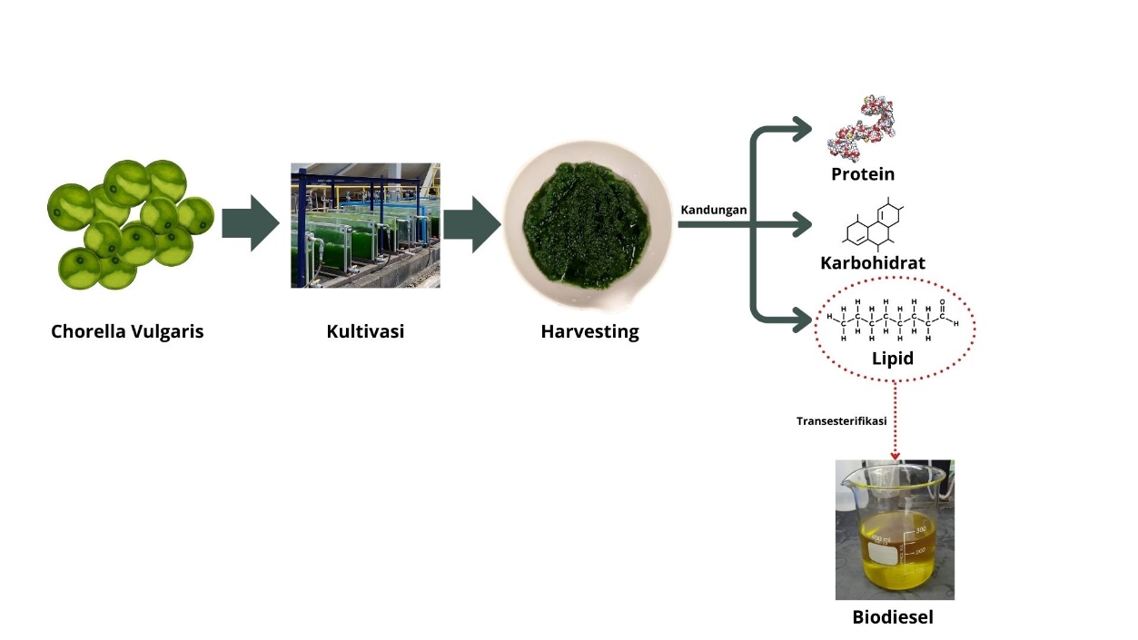 Transformasi Mikroalga Chlorella Vulgaris sebagai Bahan Baku Biodiesel