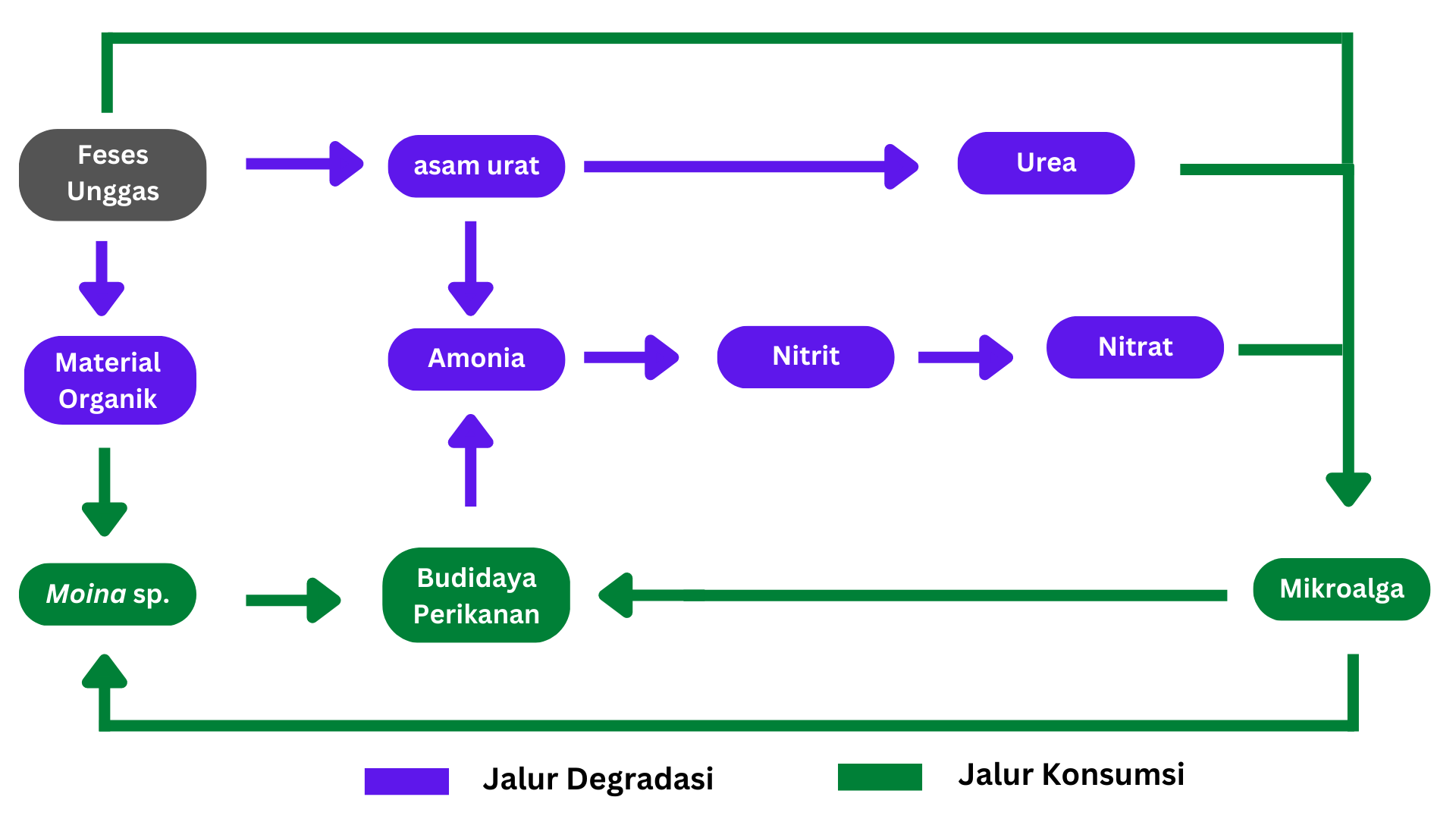 Muhammad Helmi Fauzan, Mahasiswa Universitas Gadjah Mada Budidaya Moina ...